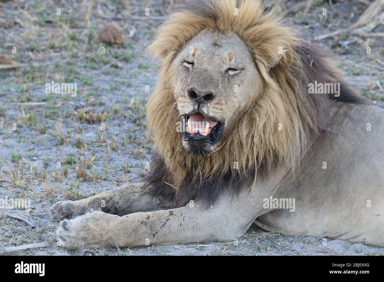 Large male lion resting Stock Photo - Alamy