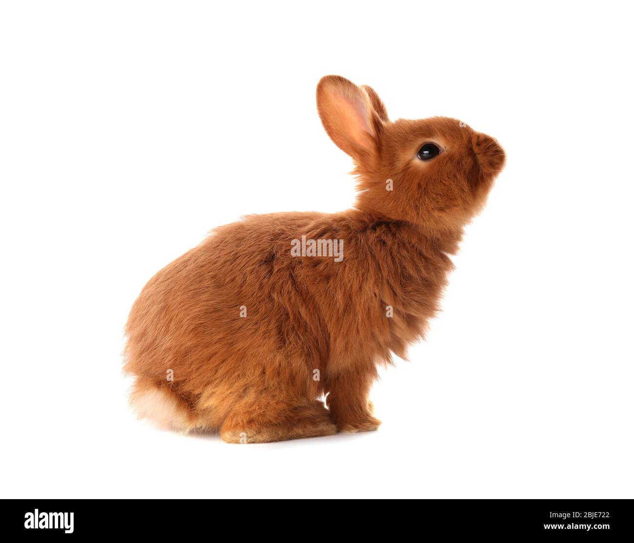 Cute funny rabbit on white background Stock Photo - Alamy