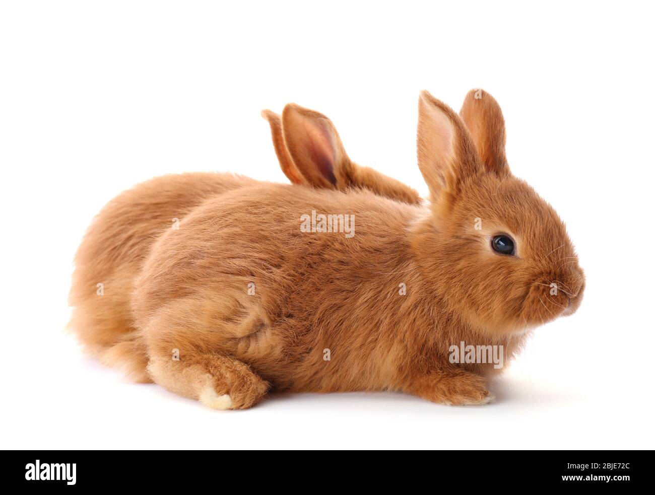 Cute funny rabbits on white background Stock Photo - Alamy