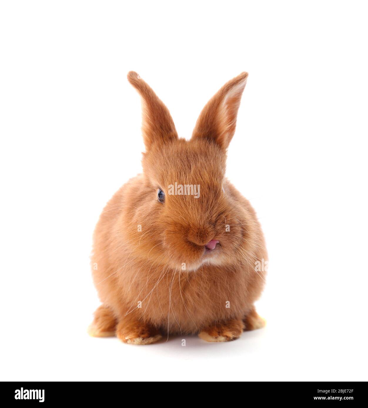Cute funny rabbit on white background Stock Photo - Alamy