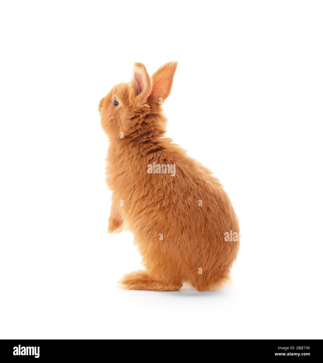 Cute funny rabbit on white background Stock Photo - Alamy