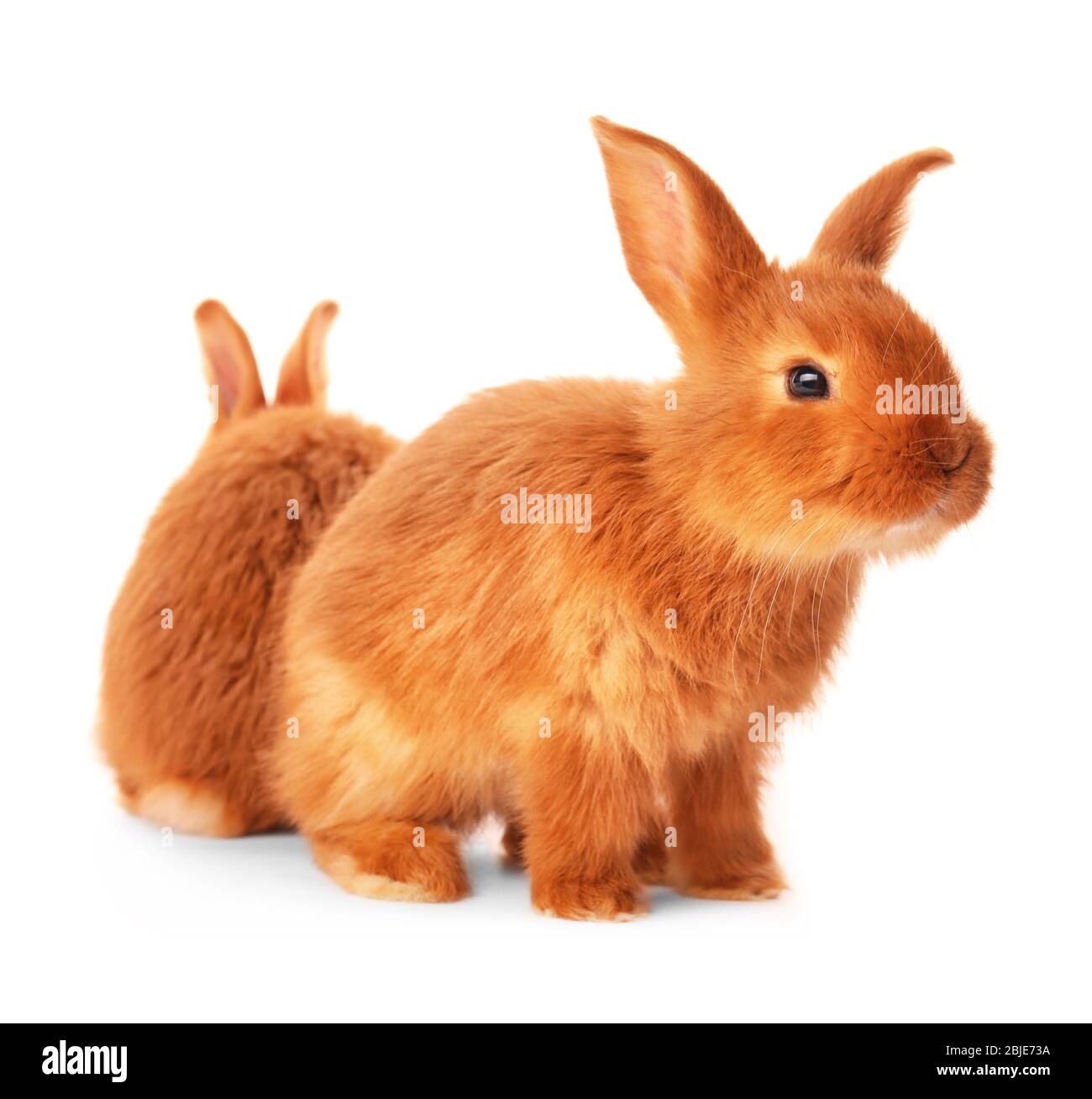 Cute funny rabbits on white background Stock Photo - Alamy