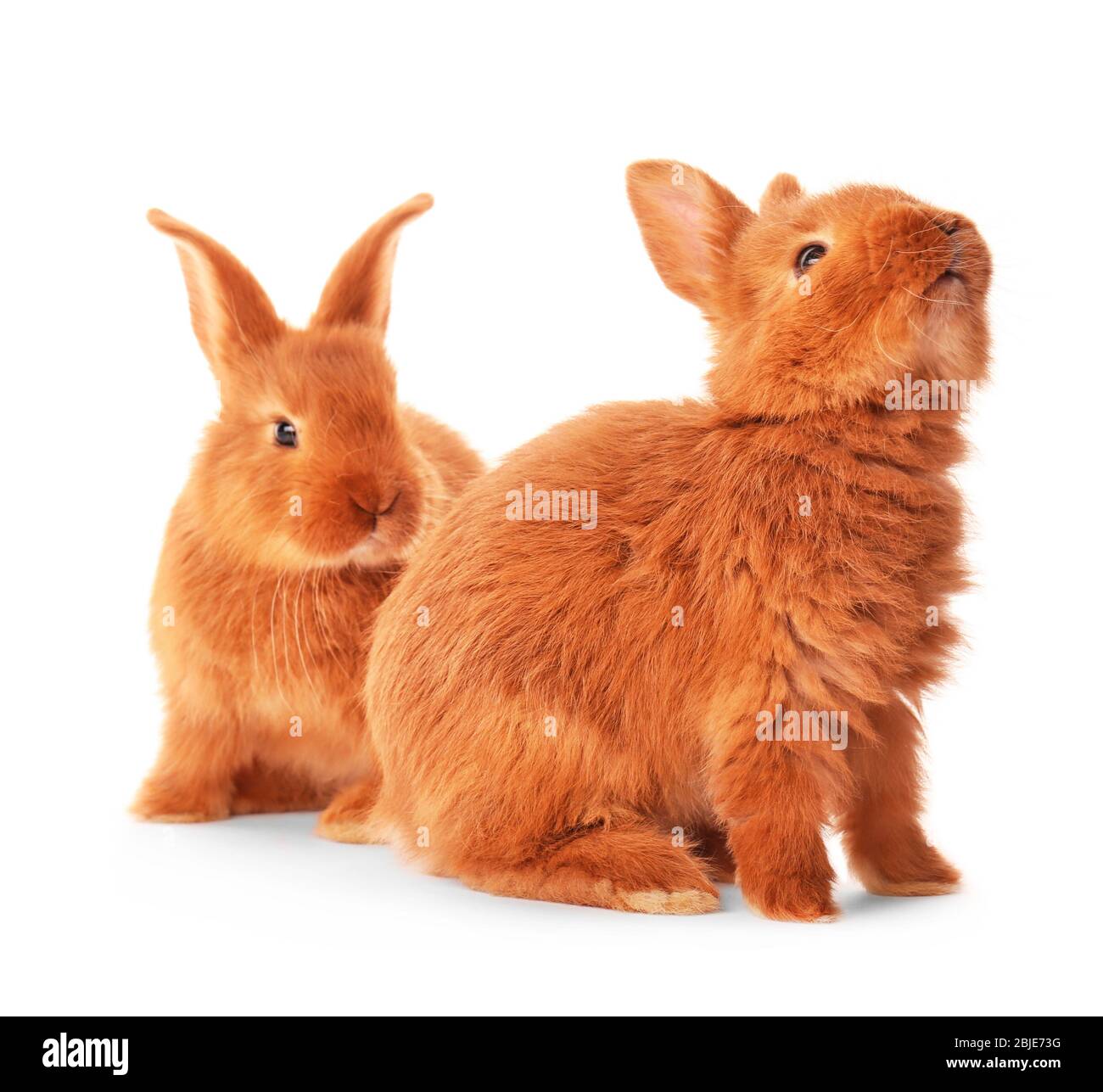 Cute funny rabbits on white background Stock Photo - Alamy