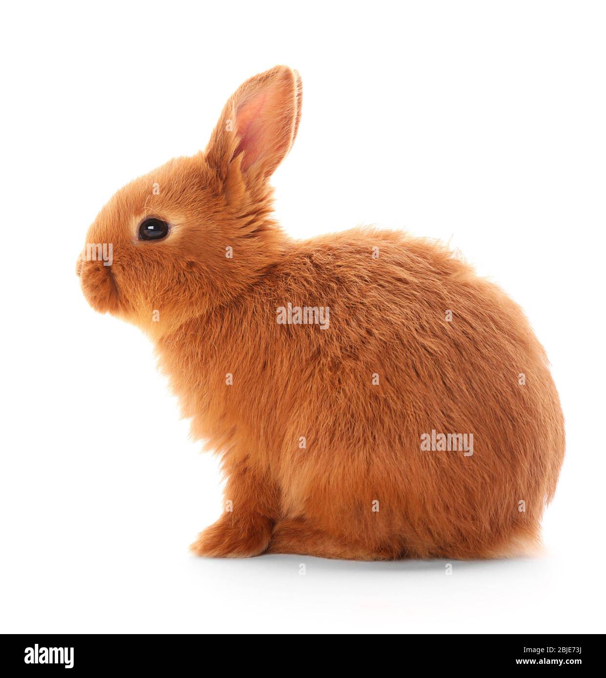 Cute funny rabbit on white background Stock Photo - Alamy