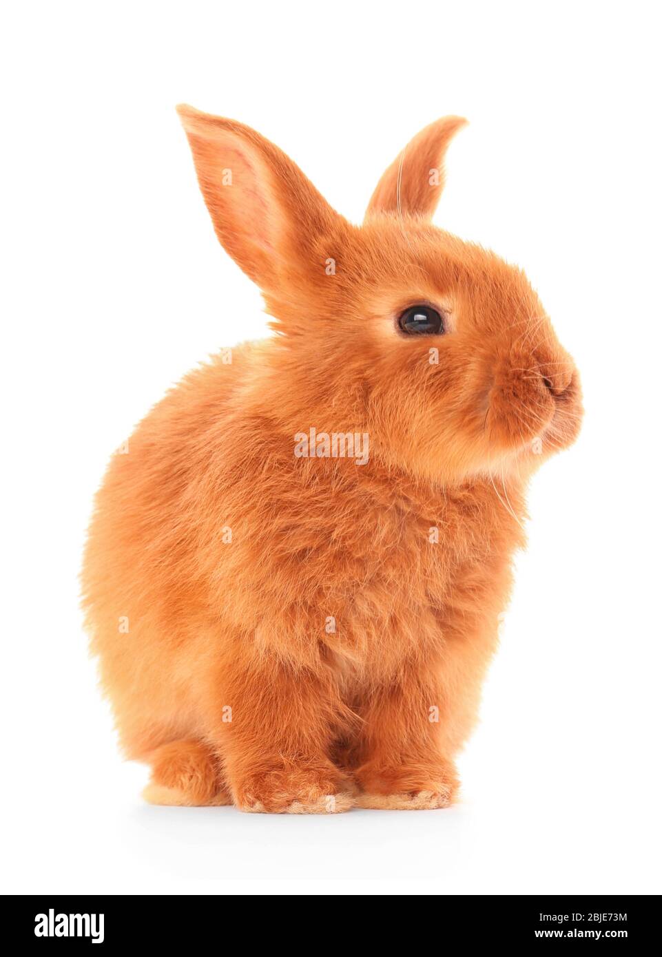 Cute funny rabbit on white background Stock Photo - Alamy