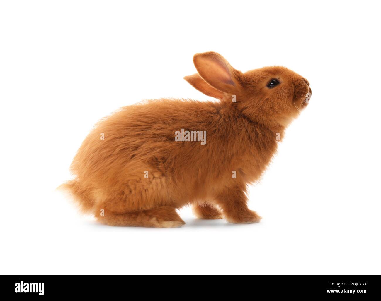 Cute funny rabbit on white background Stock Photo - Alamy