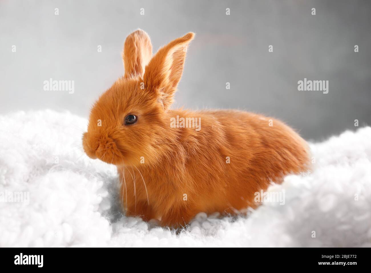 Cute funny rabbit on fluffy blanket Stock Photo - Alamy
