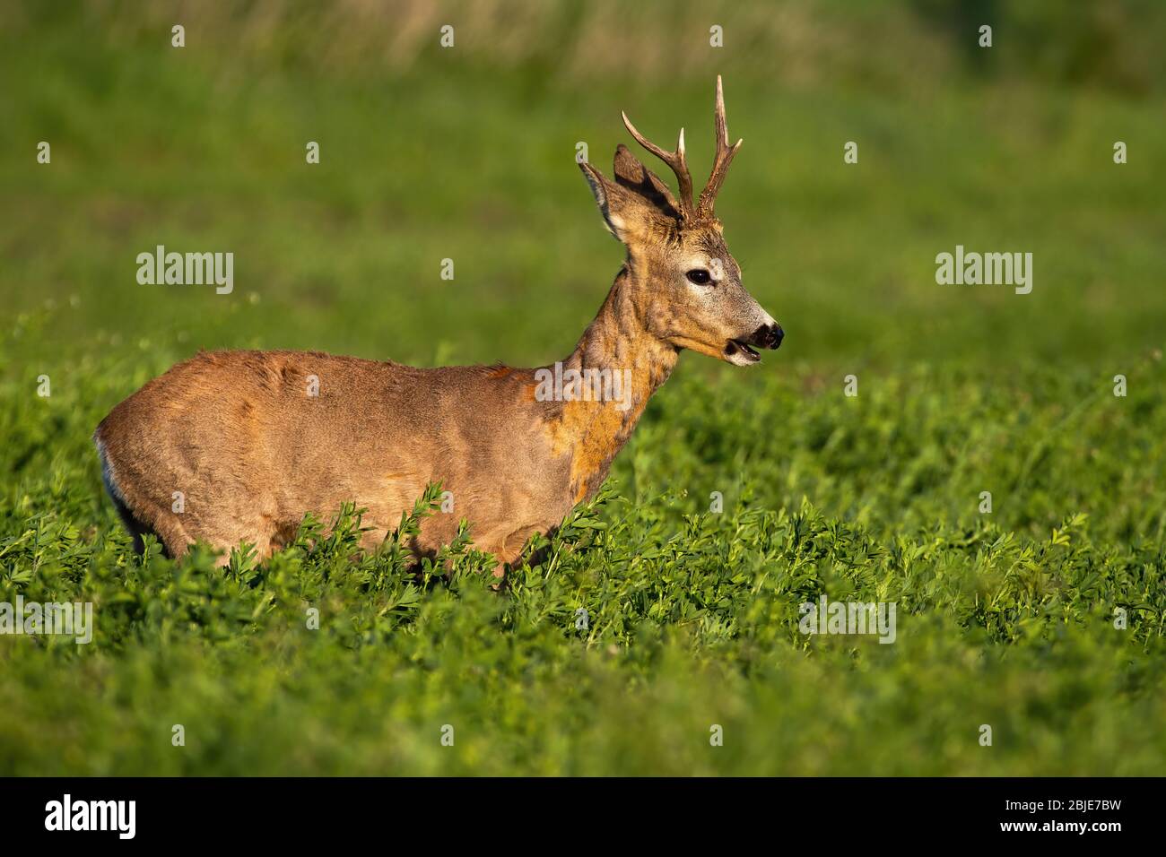 Male roe deer buck with abnormally deformed antlers chewing on clover ...