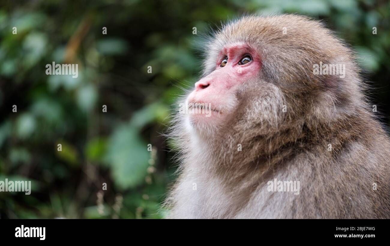 Fluffy Monkey High Resolution Stock Photography and Images - Alamy