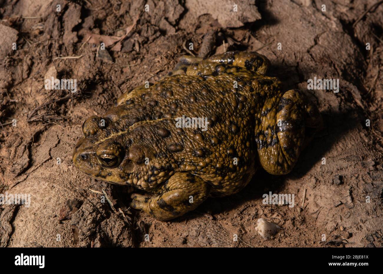 California Toad (Anaxyrus boreas halophilus) from Sacramento County ...