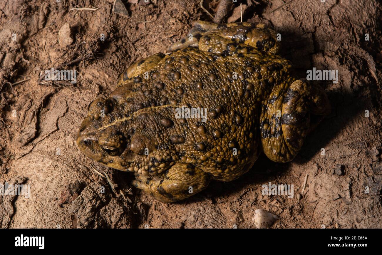 California Toad (Anaxyrus boreas halophilus) from Sacramento County ...
