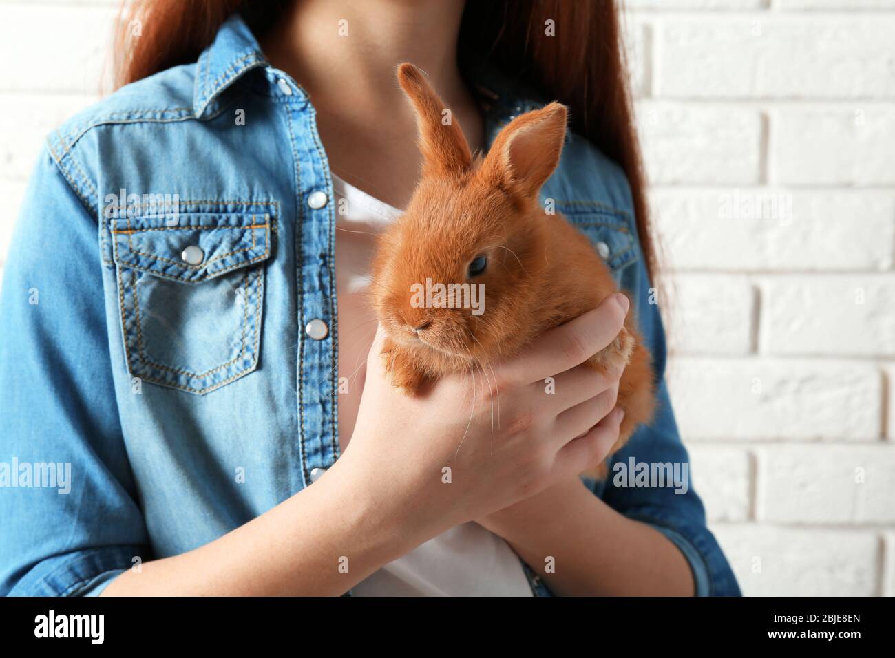 Girl holding small rabbit, closeup Stock Photo - Alamy