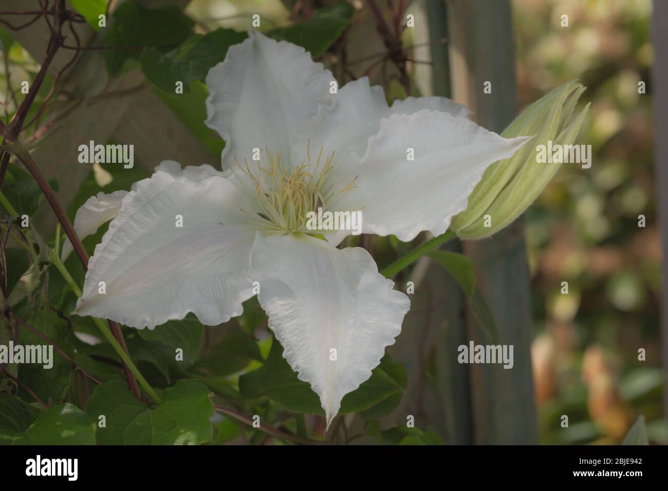 Spring flowering clematis hi-res stock photography and images - Alamy