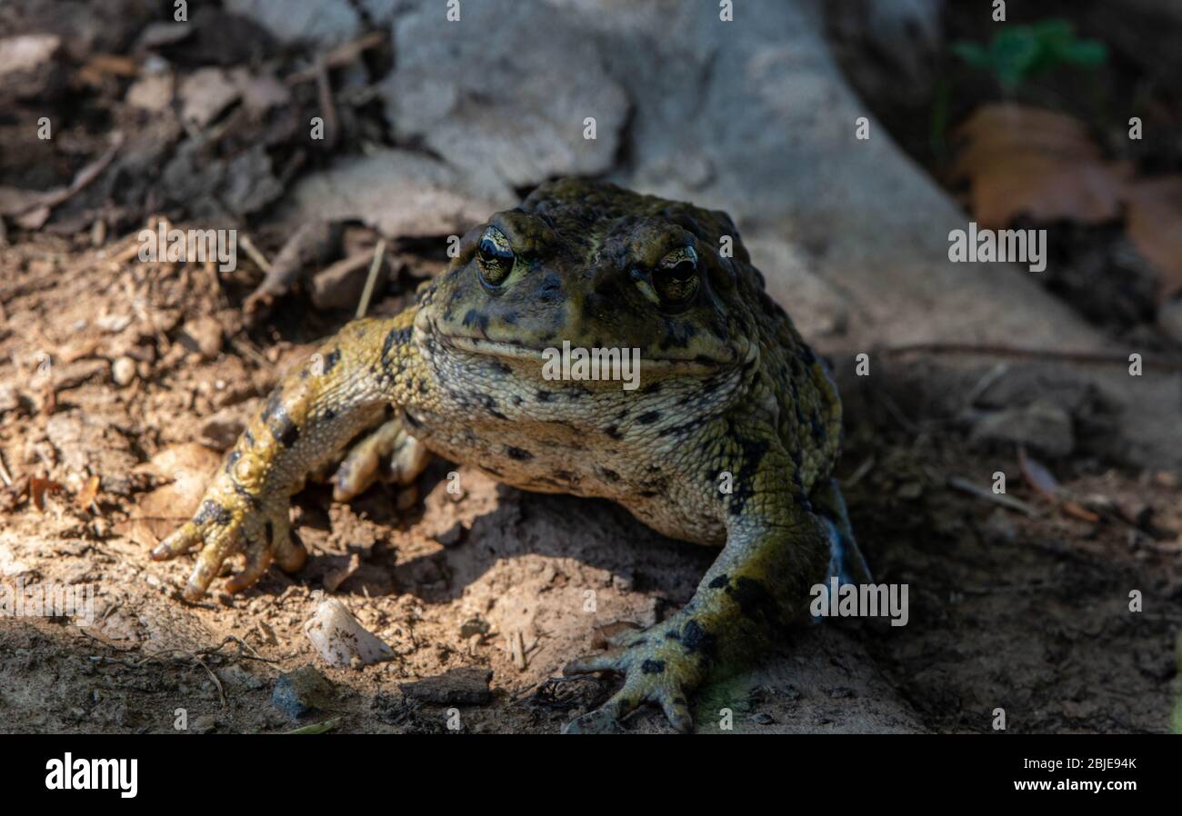 California Toad (Anaxyrus boreas halophilus) from Sacramento County ...