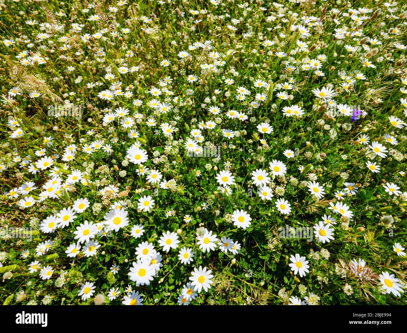 Swamp daisy hi-res stock photography and images - Alamy