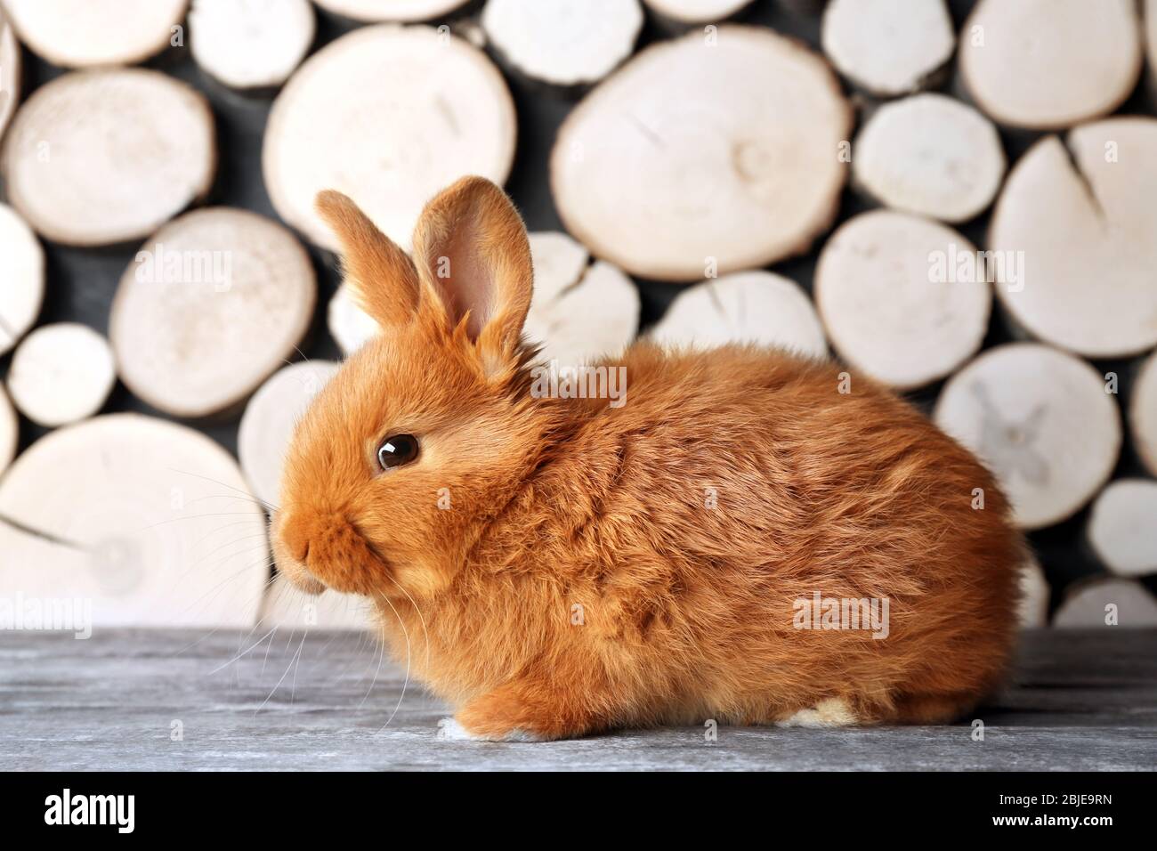 Cute fluffy rabbit on wooden background Stock Photo - Alamy