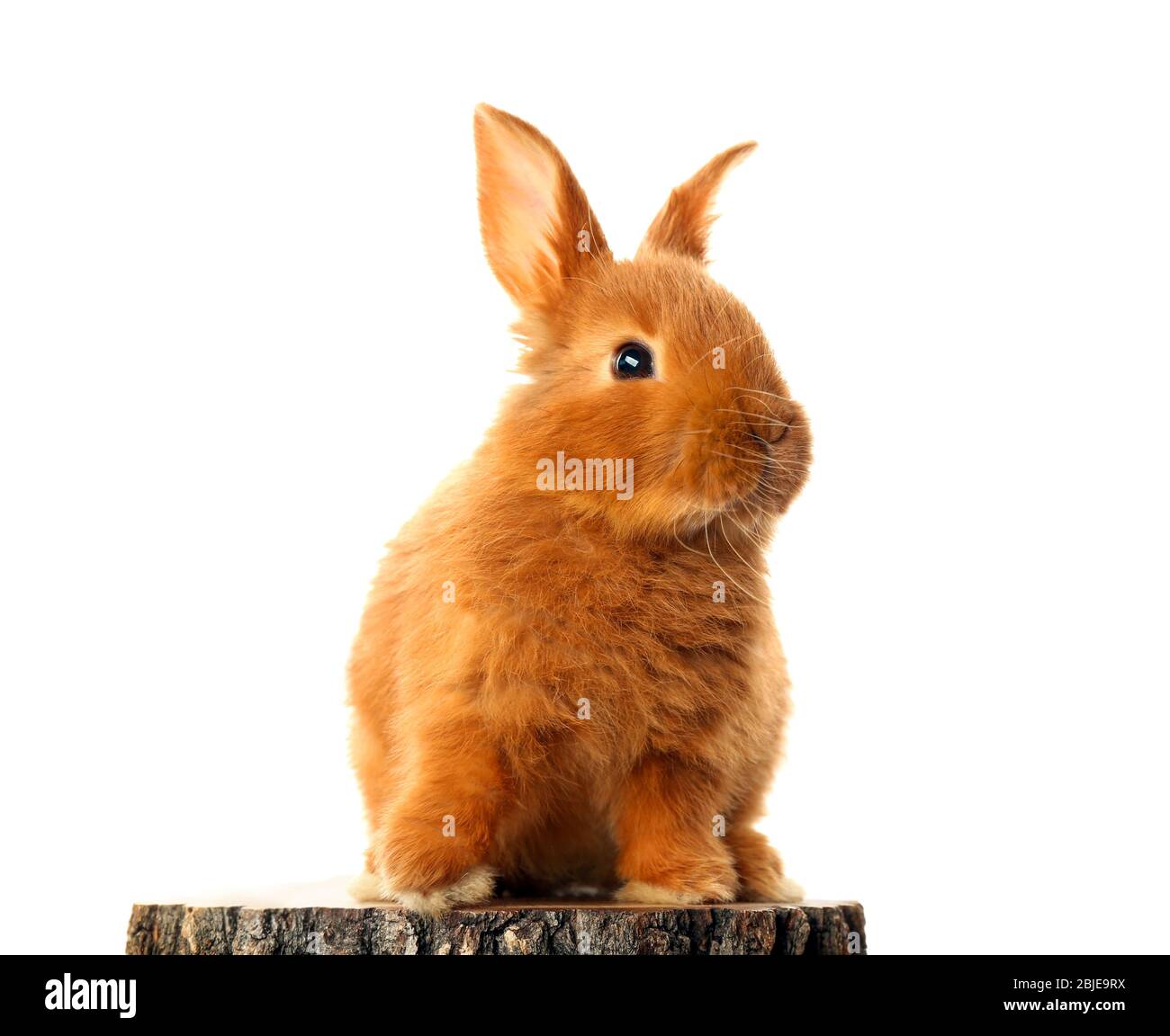 Cute fluffy rabbit on stump and white background Stock Photo - Alamy