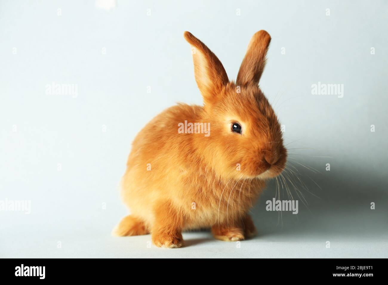 Cute fluffy rabbit on light background Stock Photo - Alamy