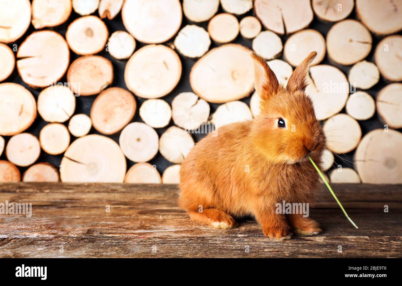 Cute fluffy rabbit on wooden background Stock Photo - Alamy