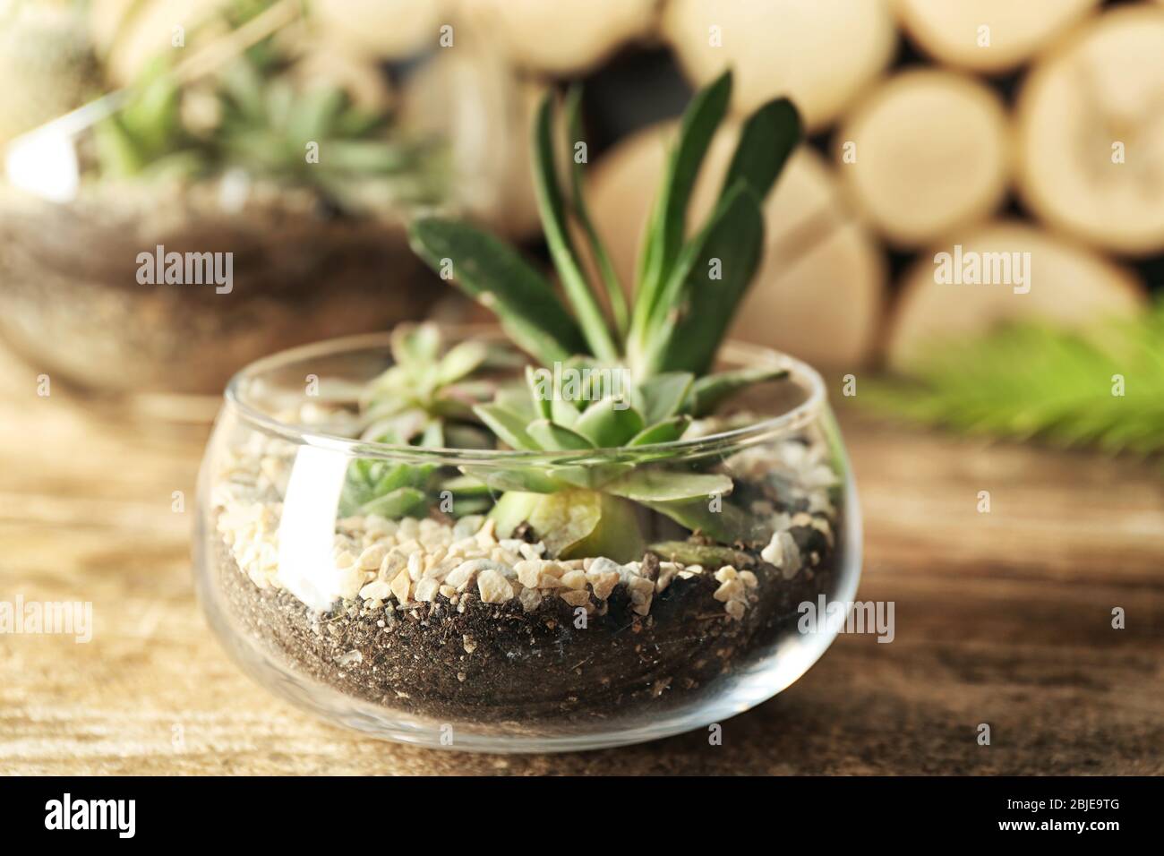 Composition of succulents hi-res stock photography and images - Alamy