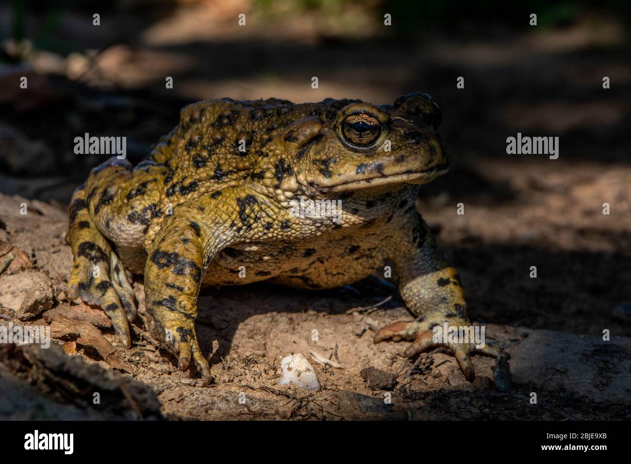 California Toad (Anaxyrus boreas halophilus) from Sacramento County ...