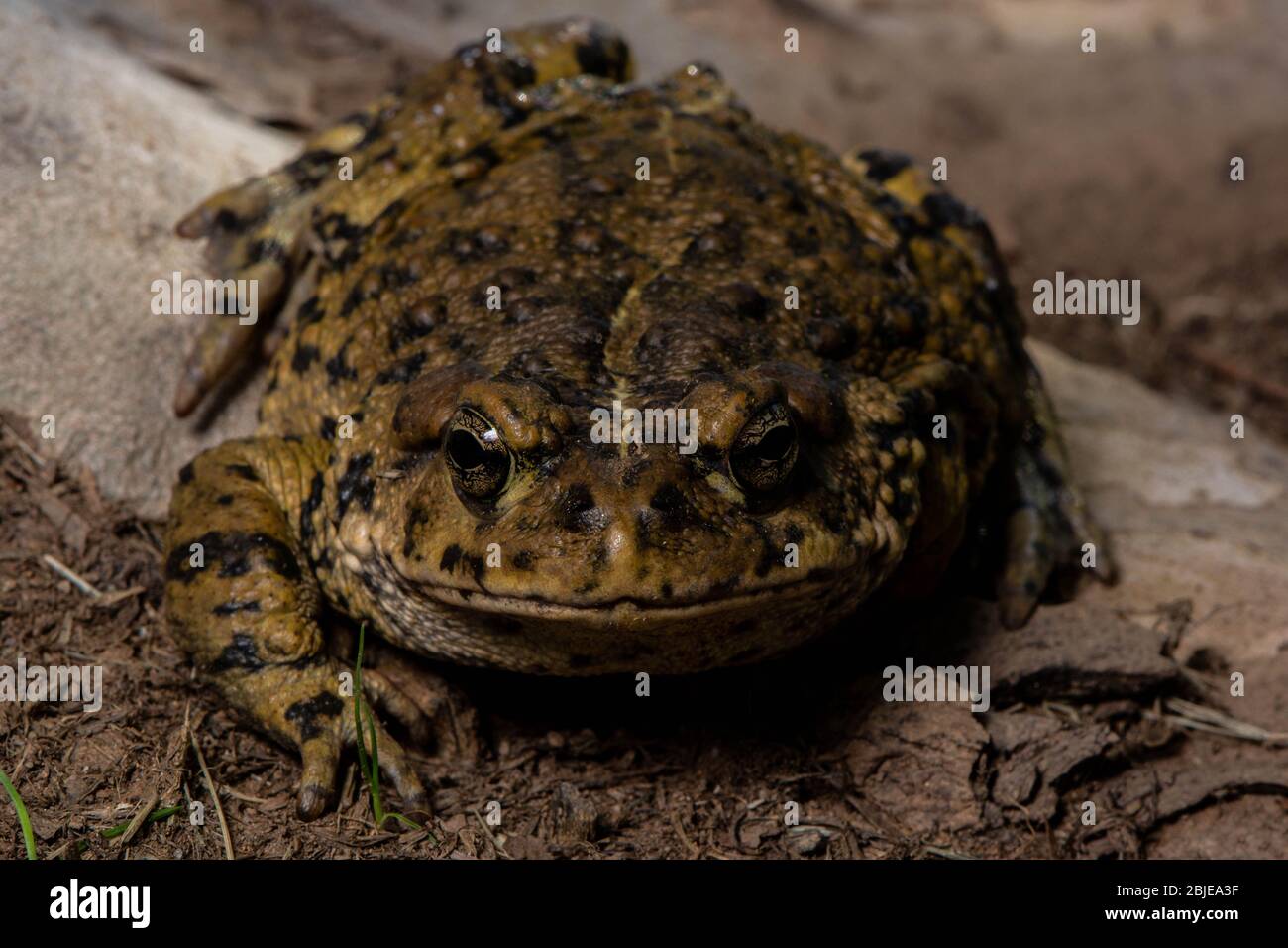 California Toad (Anaxyrus boreas halophilus) from Sacramento County ...
