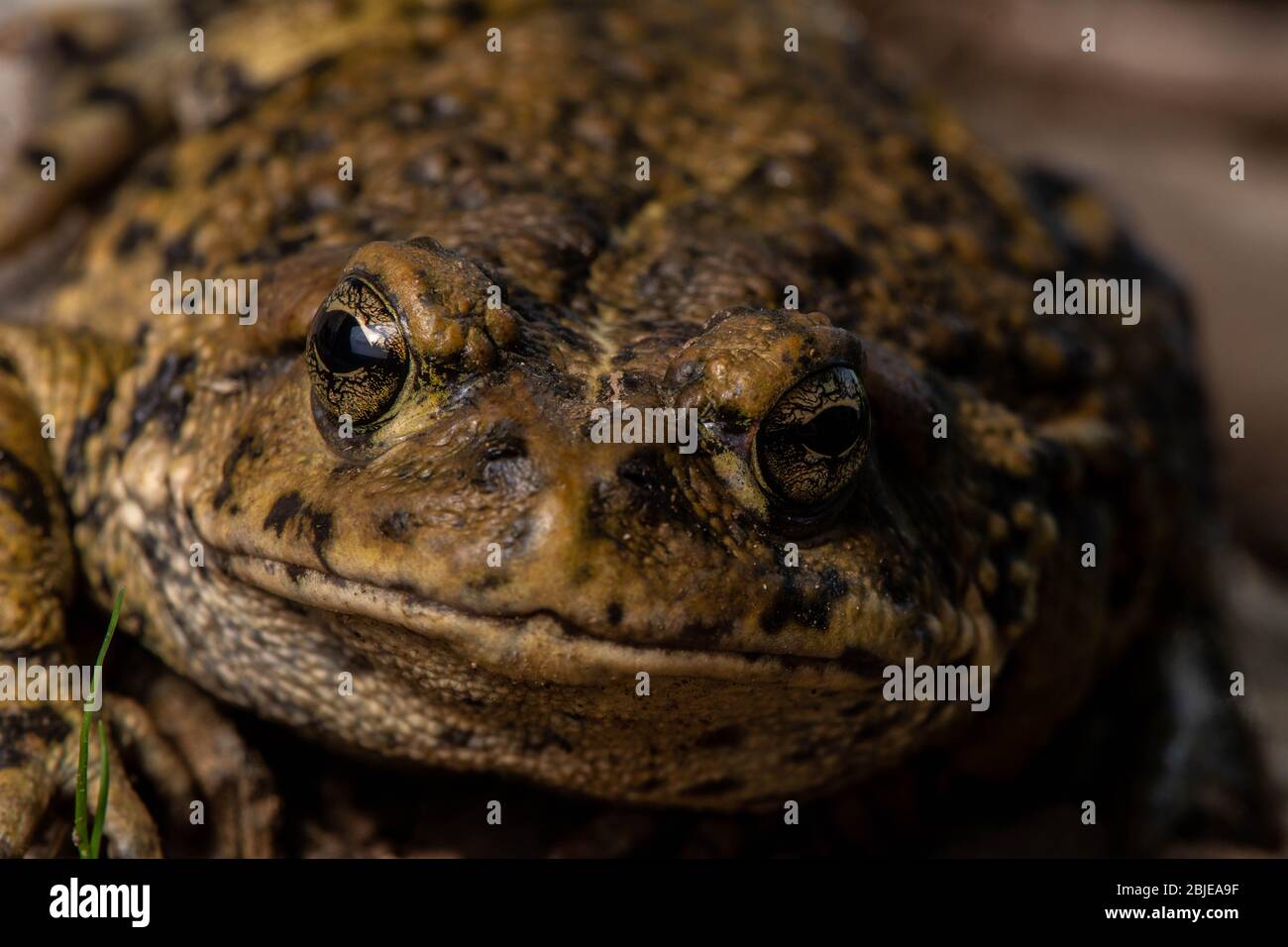 California Toad (Anaxyrus boreas halophilus) from Sacramento County ...