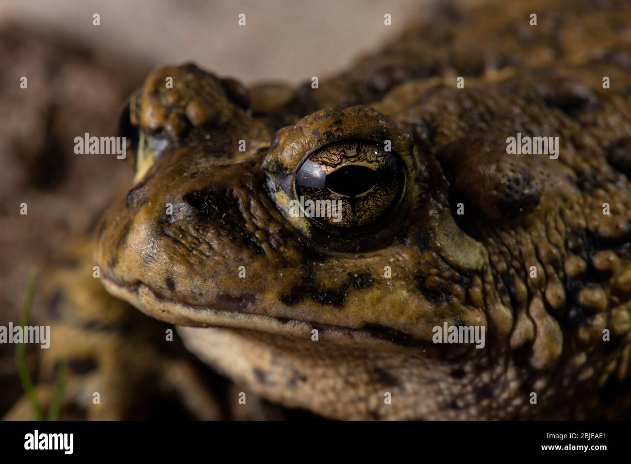 California Toad (Anaxyrus boreas halophilus) from Sacramento County ...