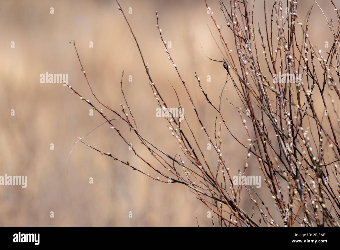 Seasons growth hi-res stock photography and images - Alamy
