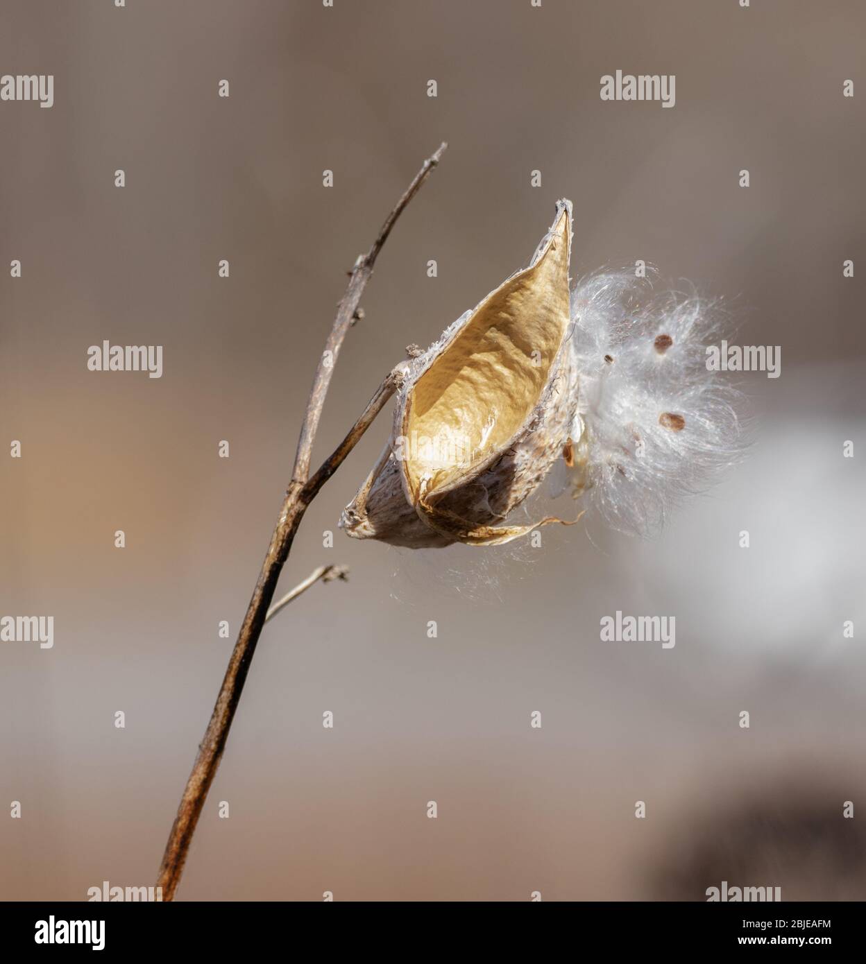 A milkweed pod is broken open and seeds are blowing out into the wind ...