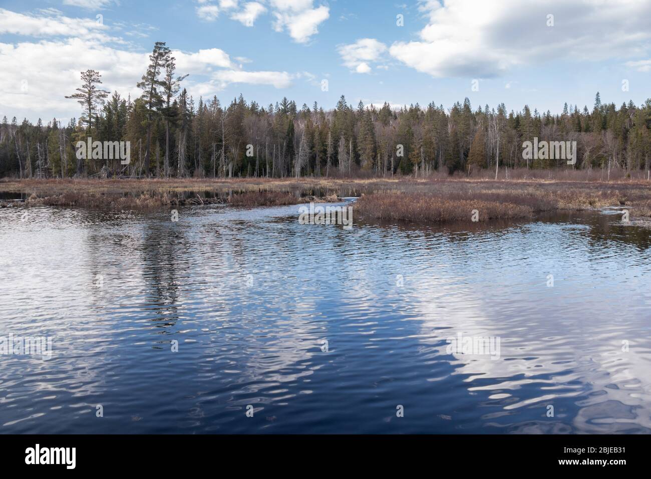 Spring scene of Mixed boreal forest surrounding a pond with reflections ...