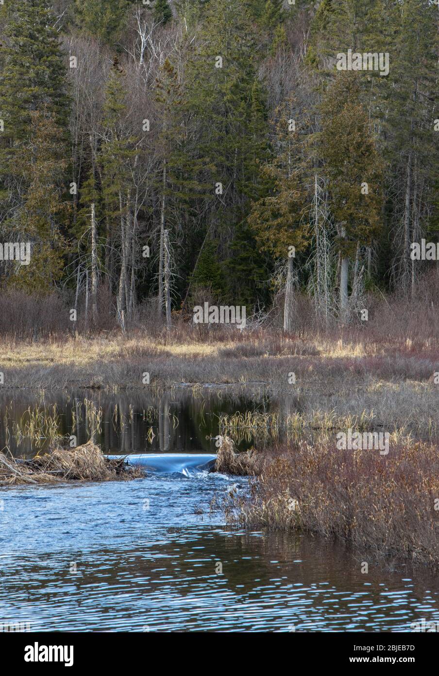Spring scene of Mixed boreal forest surrounding a pond with reflections ...
