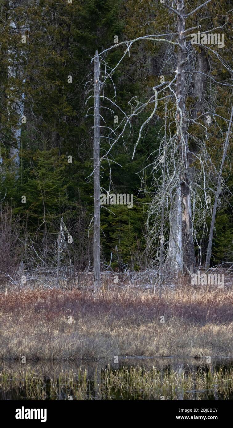 Reflections of spring forest in a pond in Algonquin Park in Ontario ...