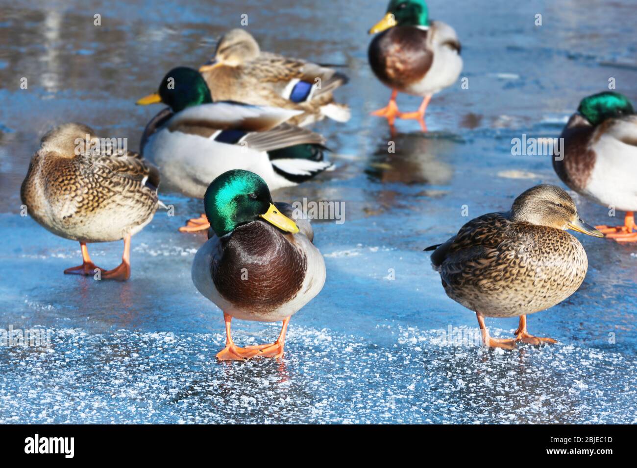 Domestic ducks ice hi-res stock photography and images - Alamy