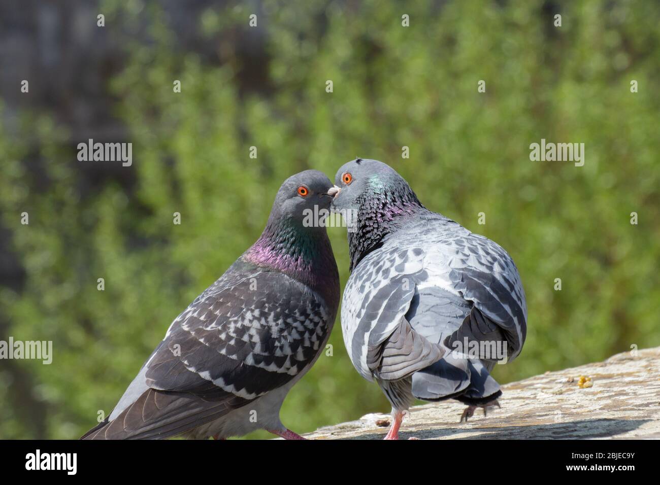 Pigeons mating hi-res stock photography and images - Alamy