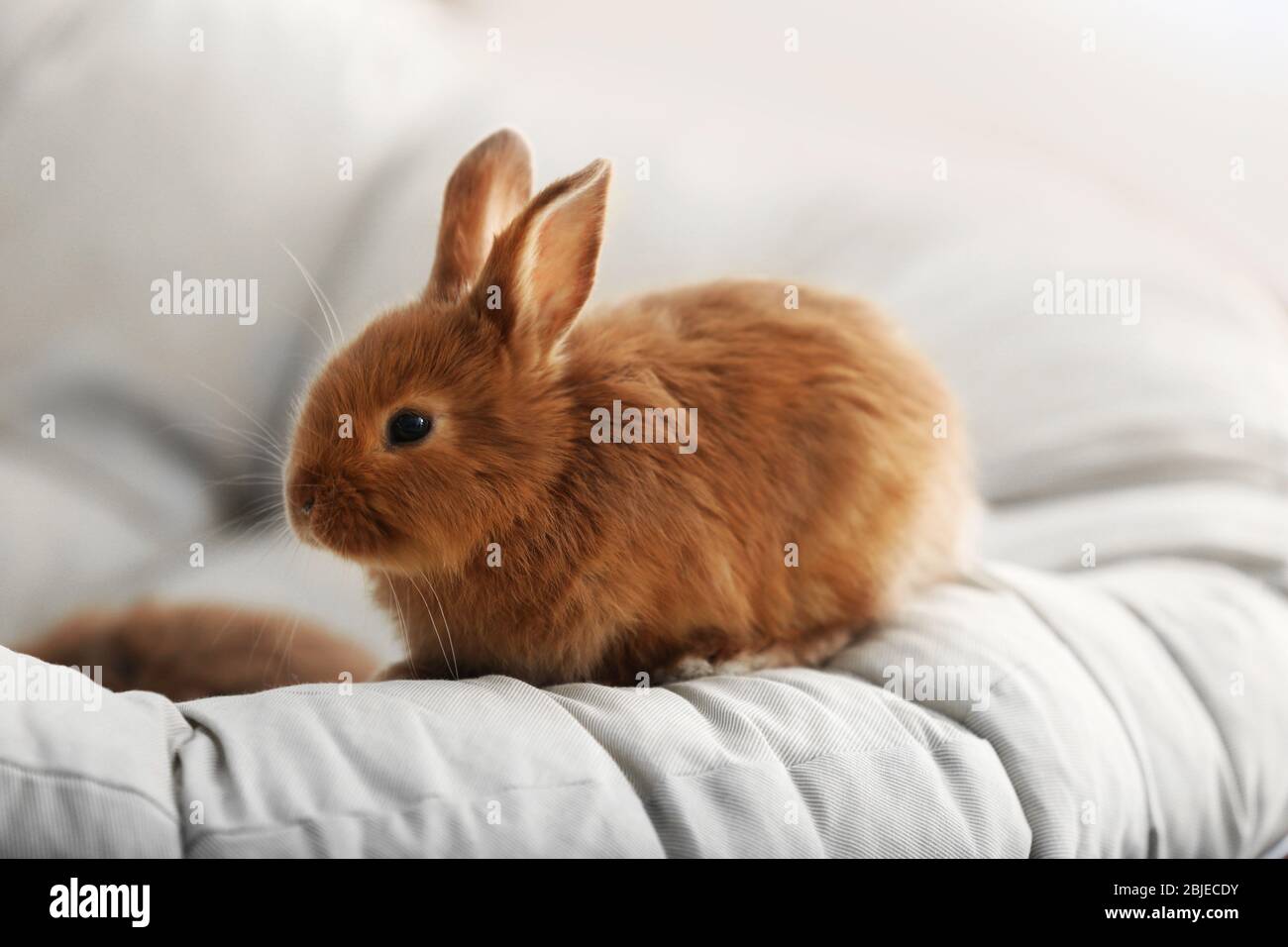 Cute red rabbit on lounge at home Stock Photo - Alamy