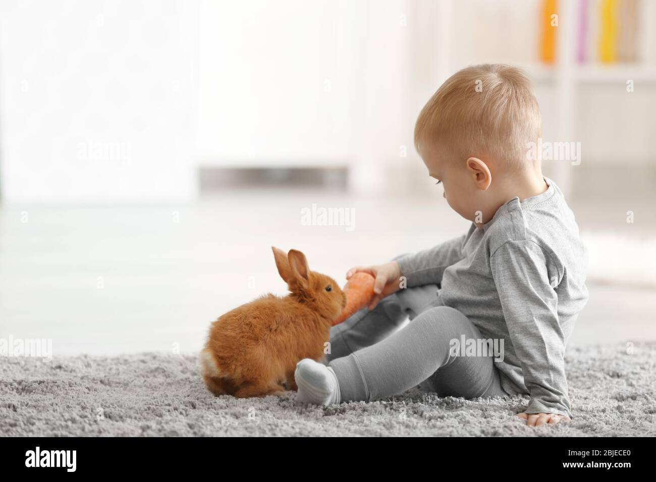 Cute little boy feeding rabbit with carrot while sitting on floor at ...