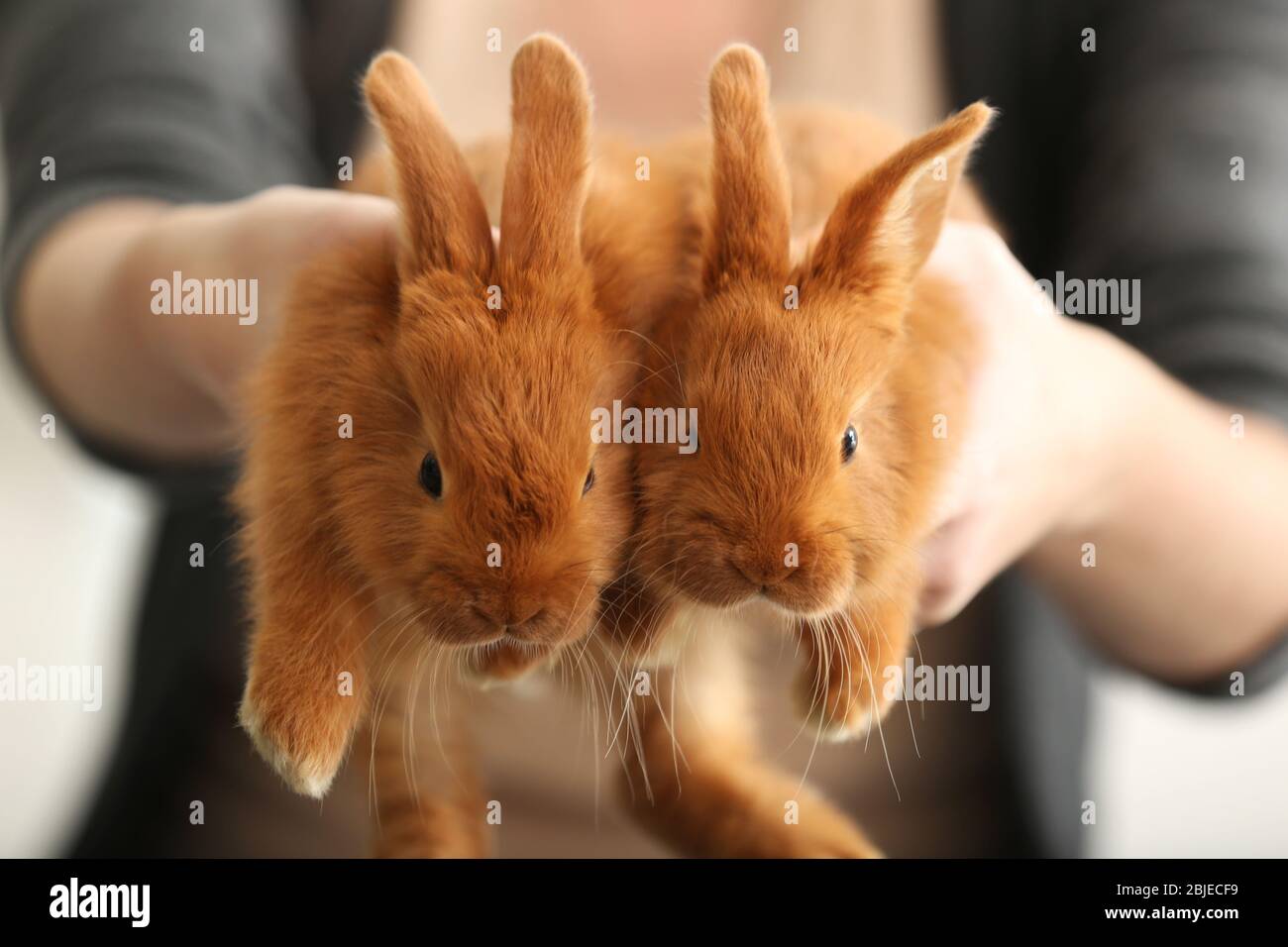 Red rabbits hi-res stock photography and images - Alamy