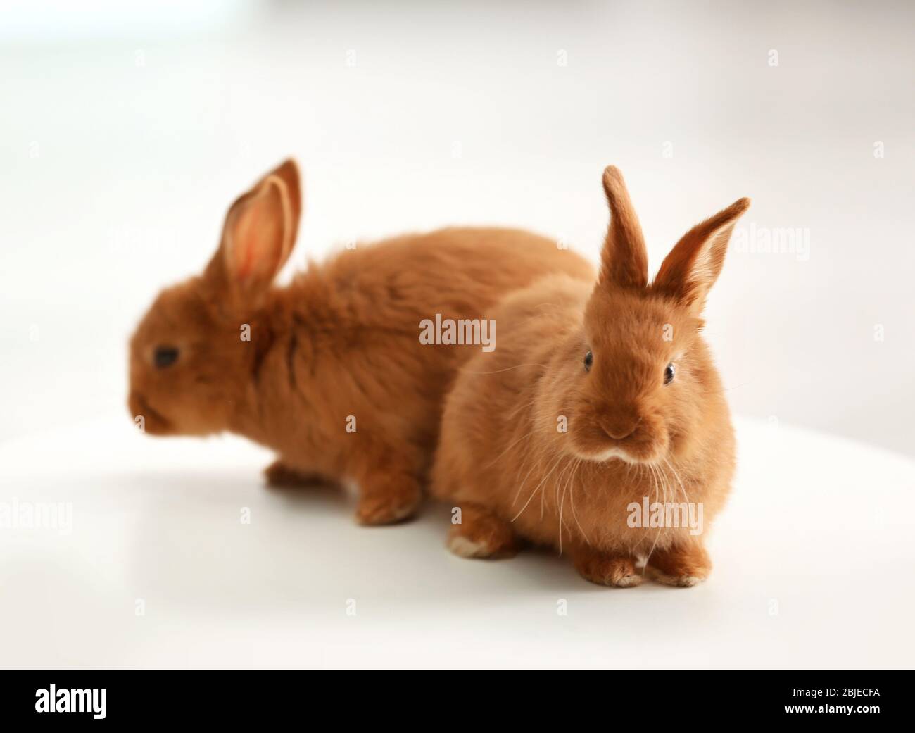 Funny rabbits hi-res stock photography and images - Alamy