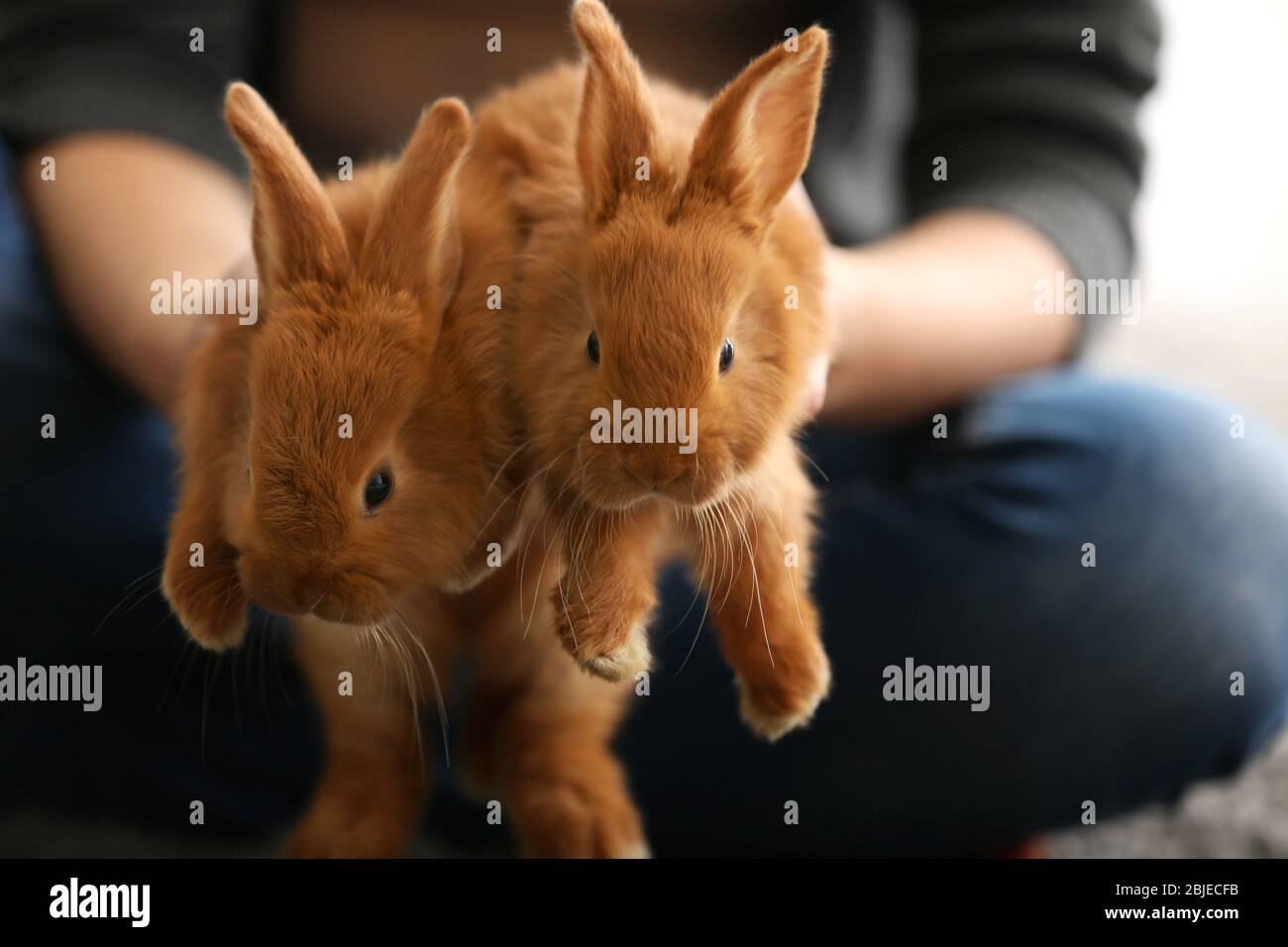 Red rabbits hi-res stock photography and images - Alamy