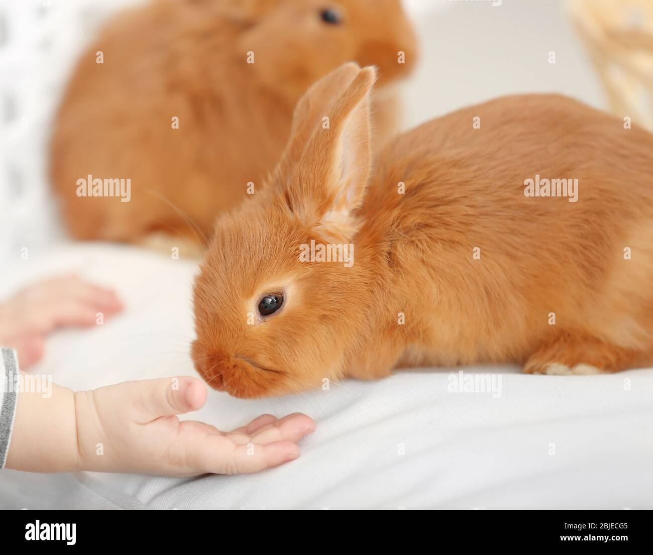 Hands of mother and child playing with cute rabbit at home Stock Photo ...