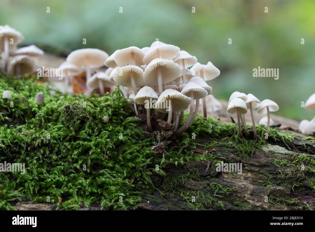 Multiple small, white fungi growing on a moss covered log in woods at ...