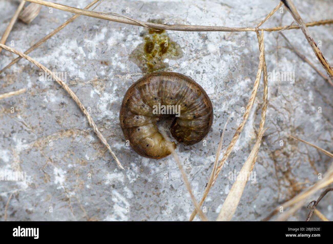 Larvae of may beetle hi-res stock photography and images - Alamy