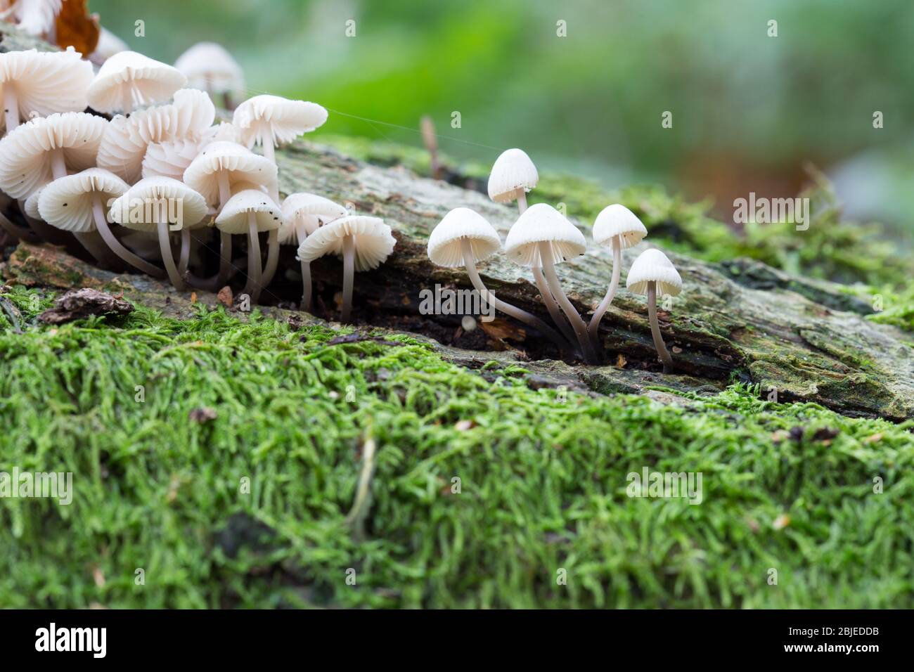 Multiple small, white fungi growing on a moss covered log in woods at ...