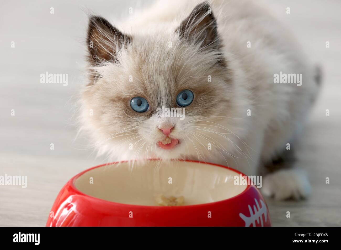 Cute little kitten eating from red bowl at home, closeup Stock Photo ...