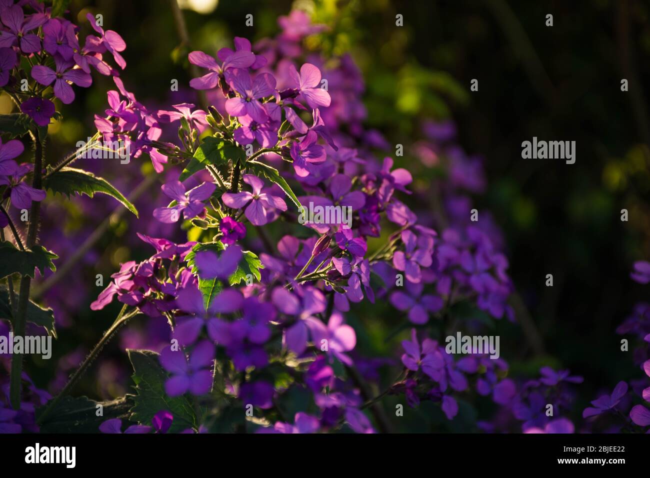 Violet lighting hi-res stock photography and images - Alamy