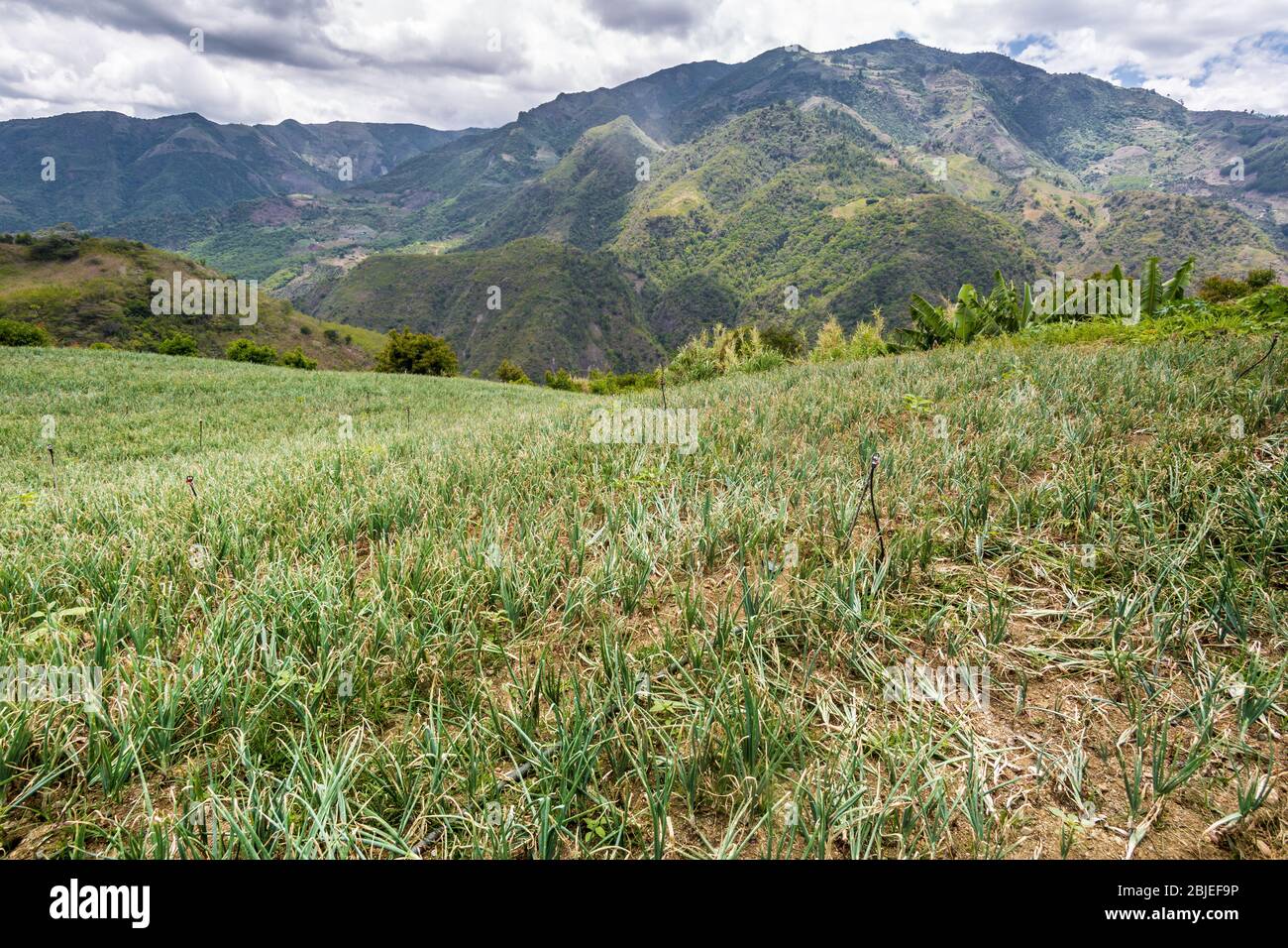 dramatic image of a Onion farm in a field high in the caribbean ...