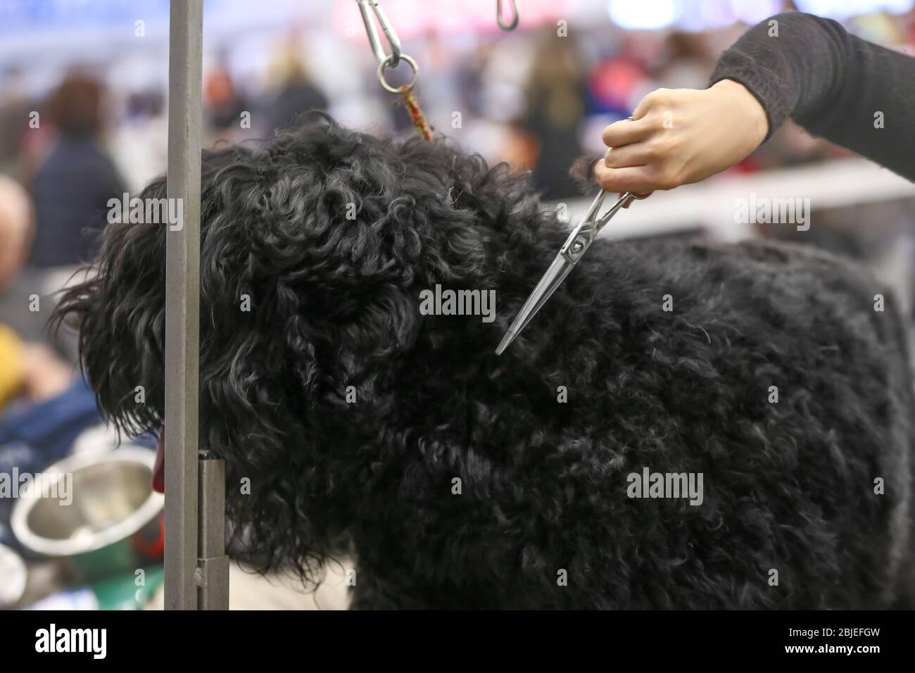 Russian dog show hi-res stock photography and images - Alamy