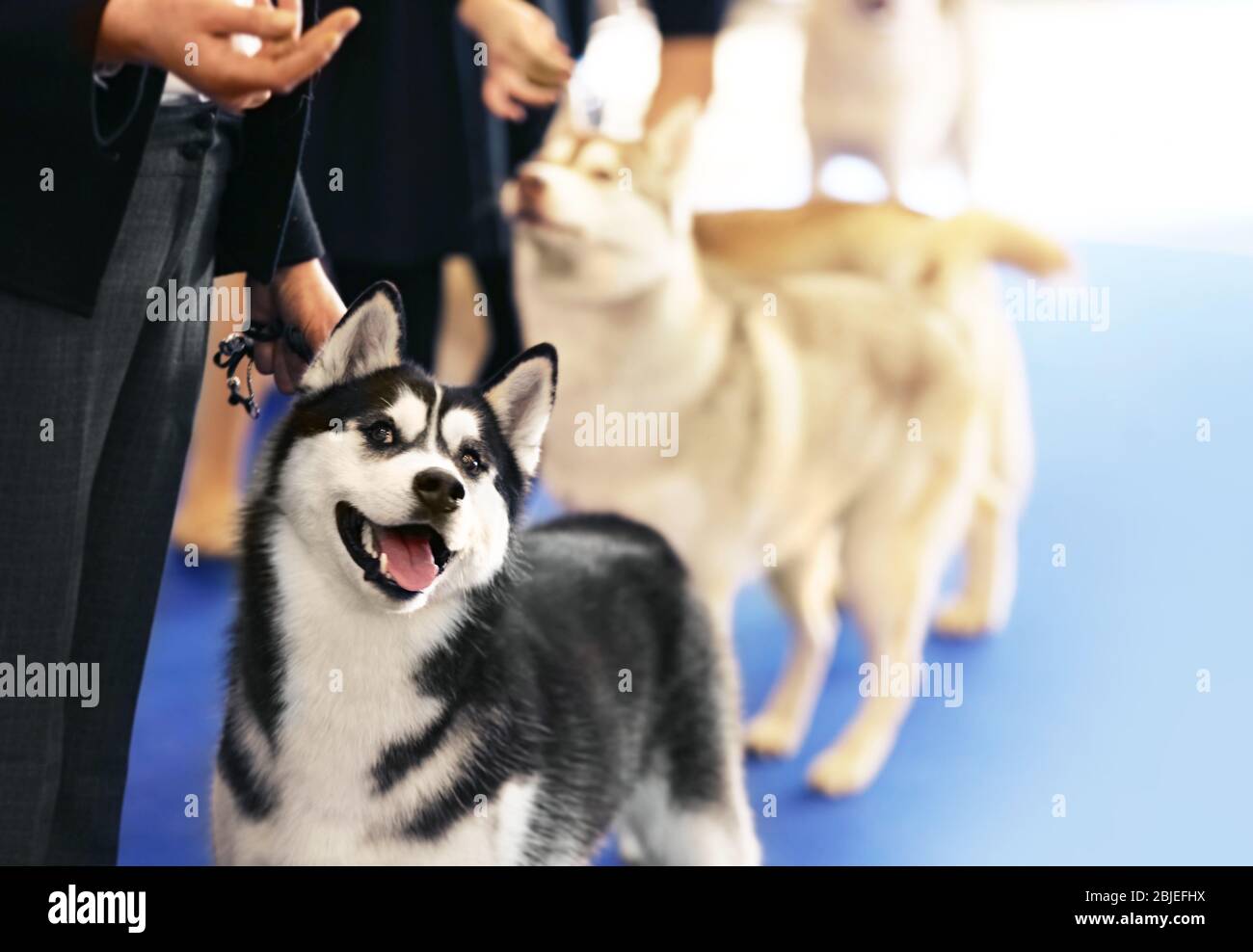 Cute funny husky with owner at dog show Stock Photo - Alamy