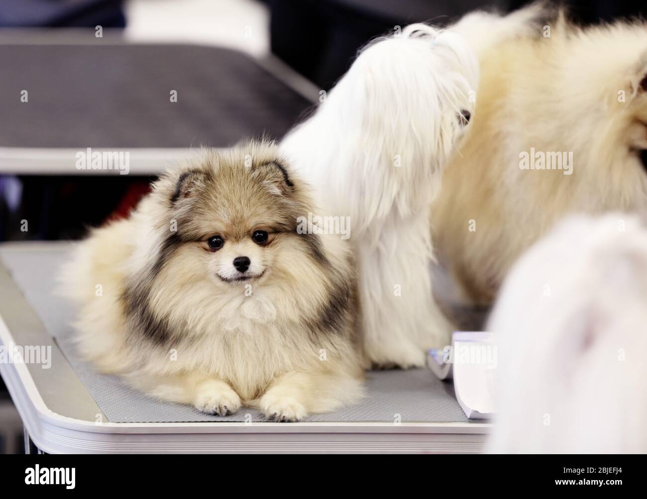 Cute fluffy lap-dogs on special stand at show Stock Photo - Alamy